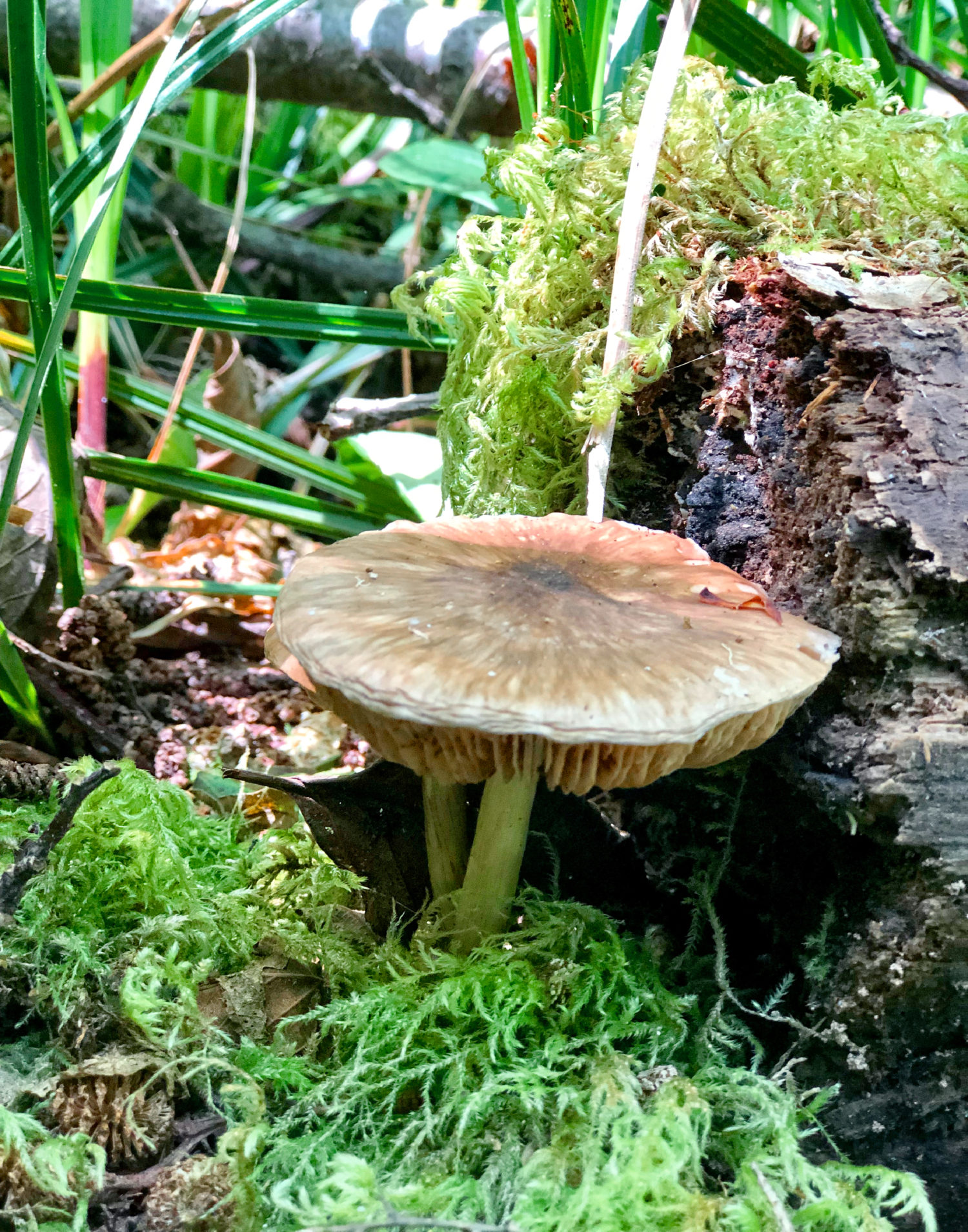 The Weatherwax | Washington Coast Magazine